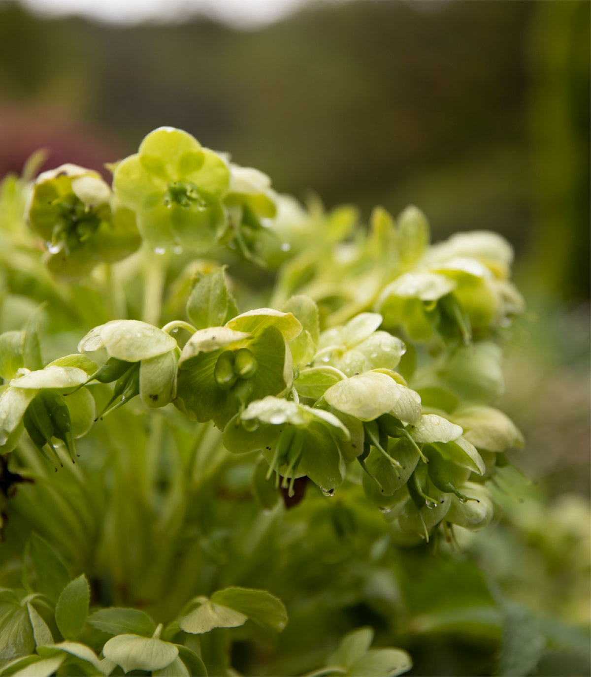 Bobby Gordon & Rowena Henry's Gembrook Garden - Robert Gordon Interiors