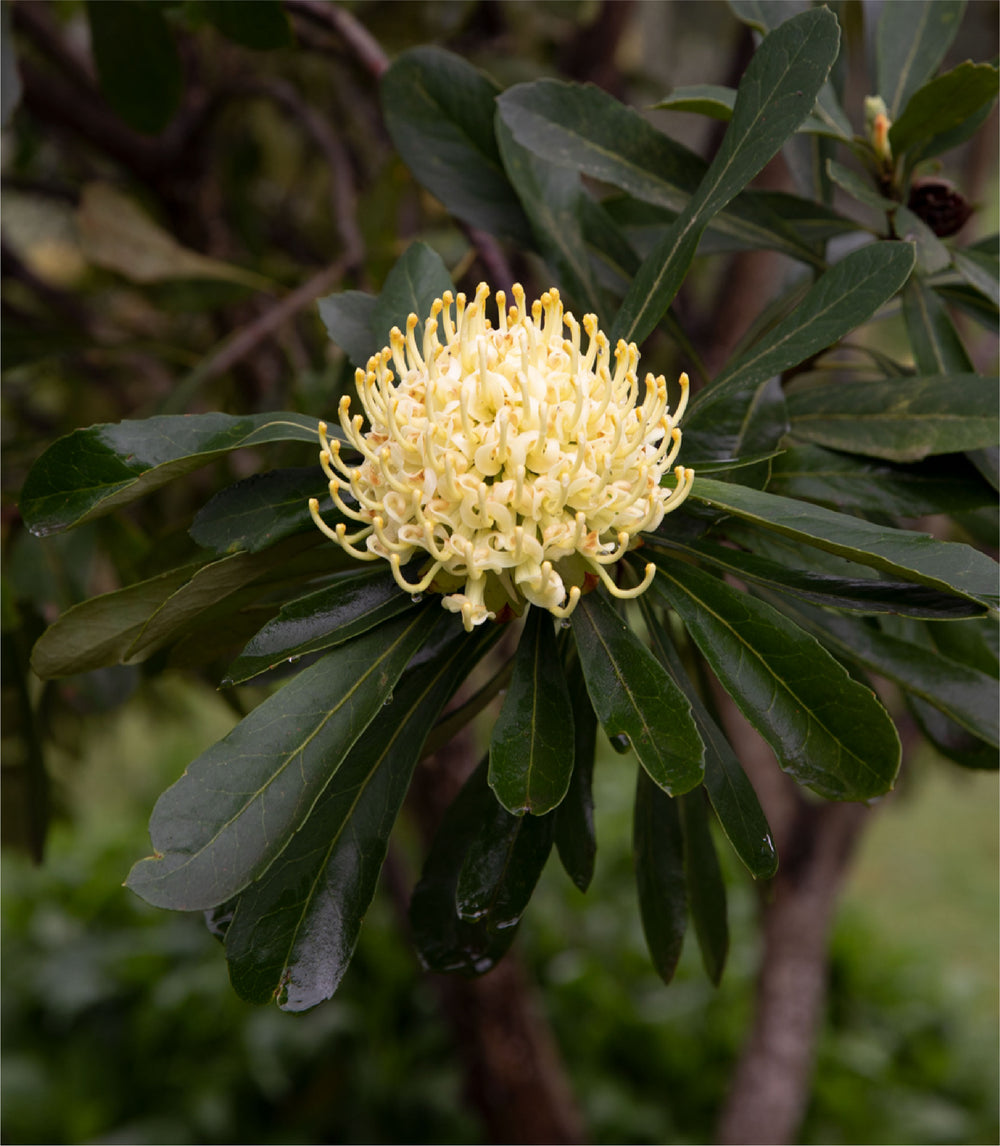 Bobby Gordon & Rowena Henry's Gembrook Garden - Robert Gordon Interiors